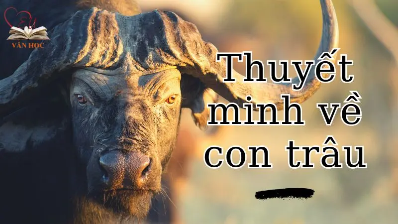 Top 10 những bài thuyết minh về con trâu lớp 9 hay nhất